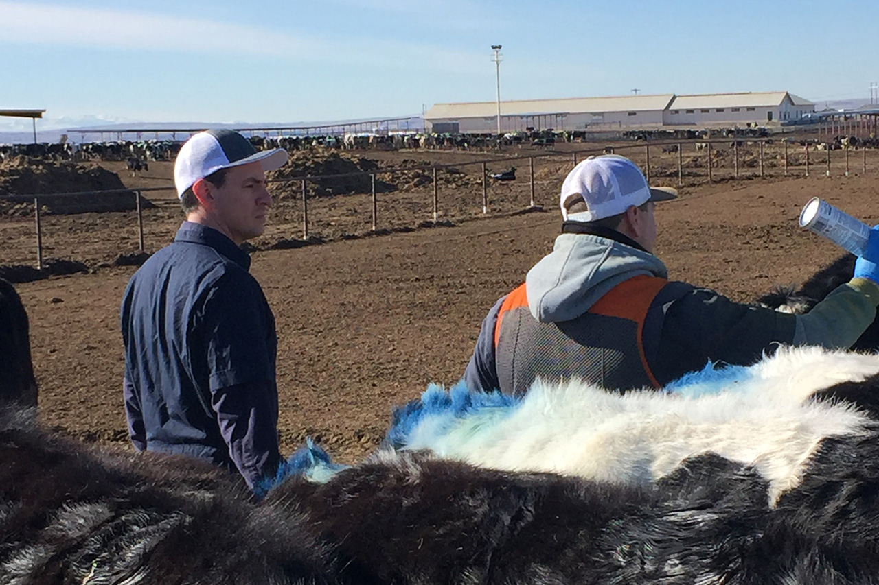 Cómo hacer más efectiva la inseminación – Parte 3: Establecer ...