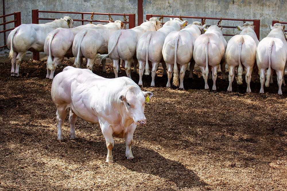 NuEra Genetics™ - ABS Global UK